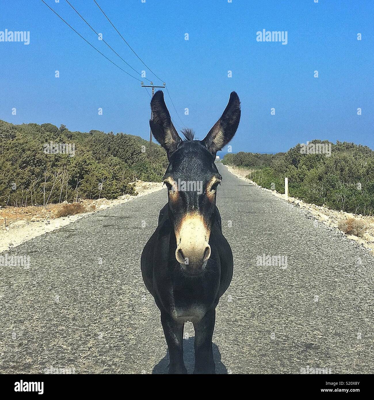 Donkey in Cyprus Stock Photo - Alamy