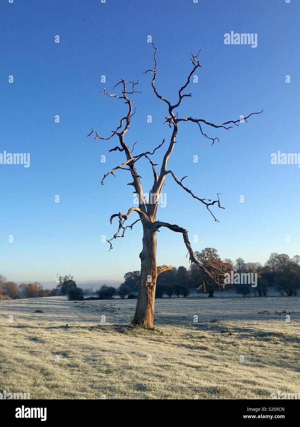 Tree Skeleton Stock Photos & Tree Skeleton Stock Images - Alamy