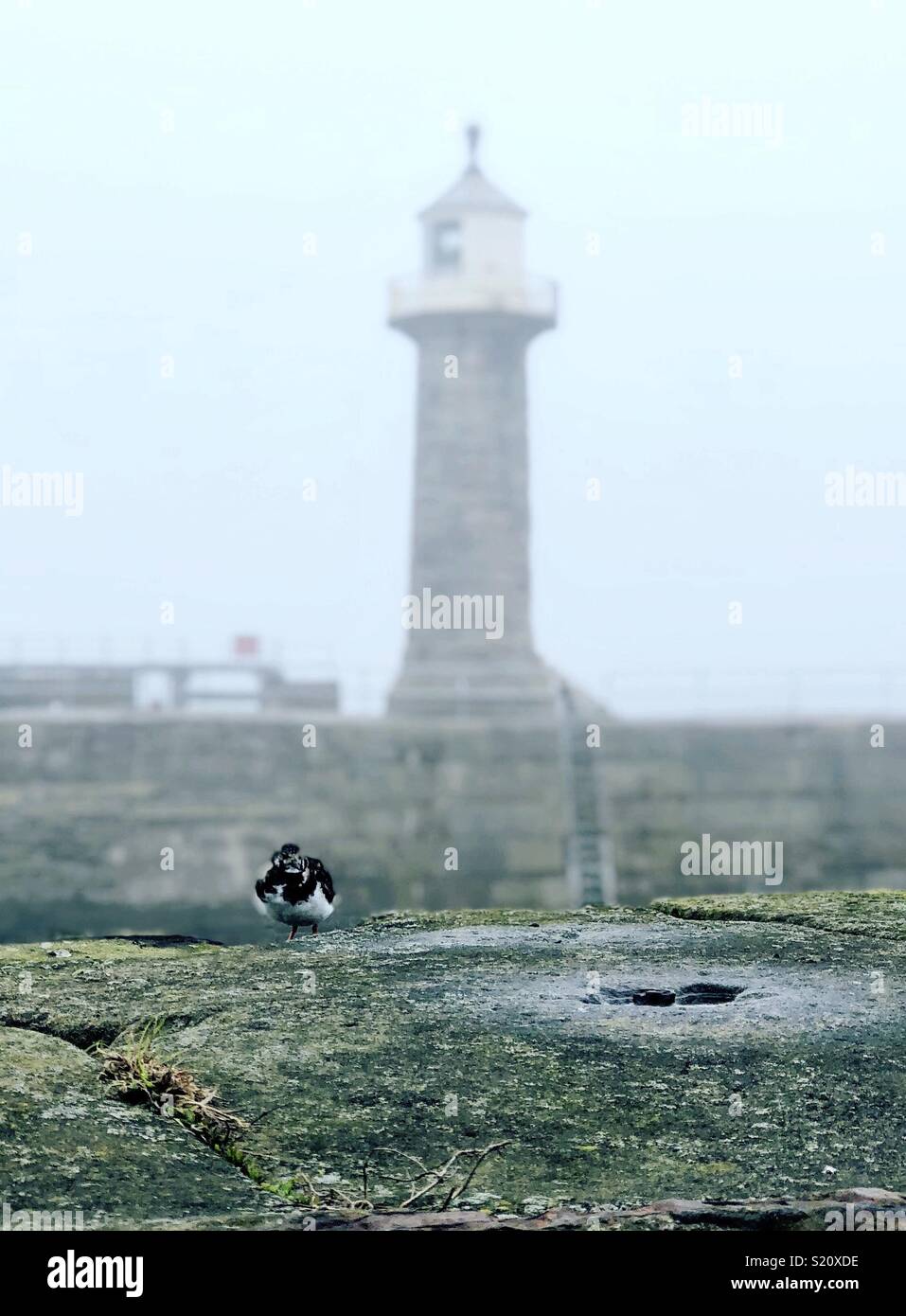 Bird and lighthouse Stock Photo - Alamy