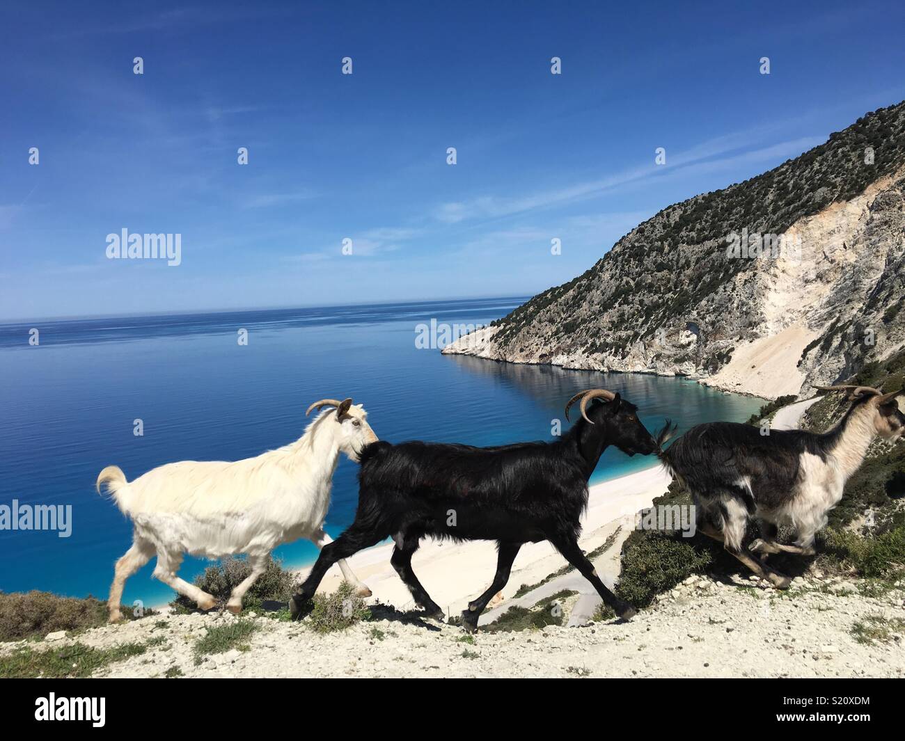 Goats beach hi-res stock photography and images - Alamy