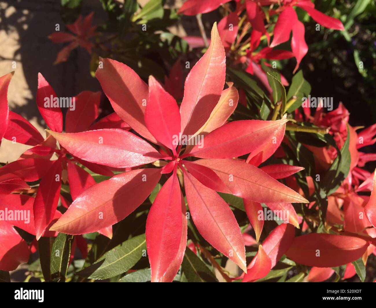 A beautiful Peries Stock Photo - Alamy