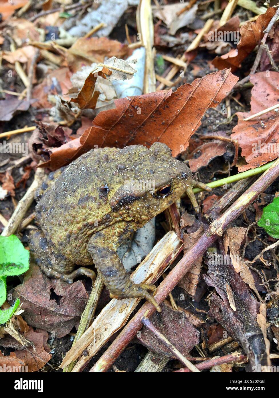 Toad in the garden Stock Photo - Alamy