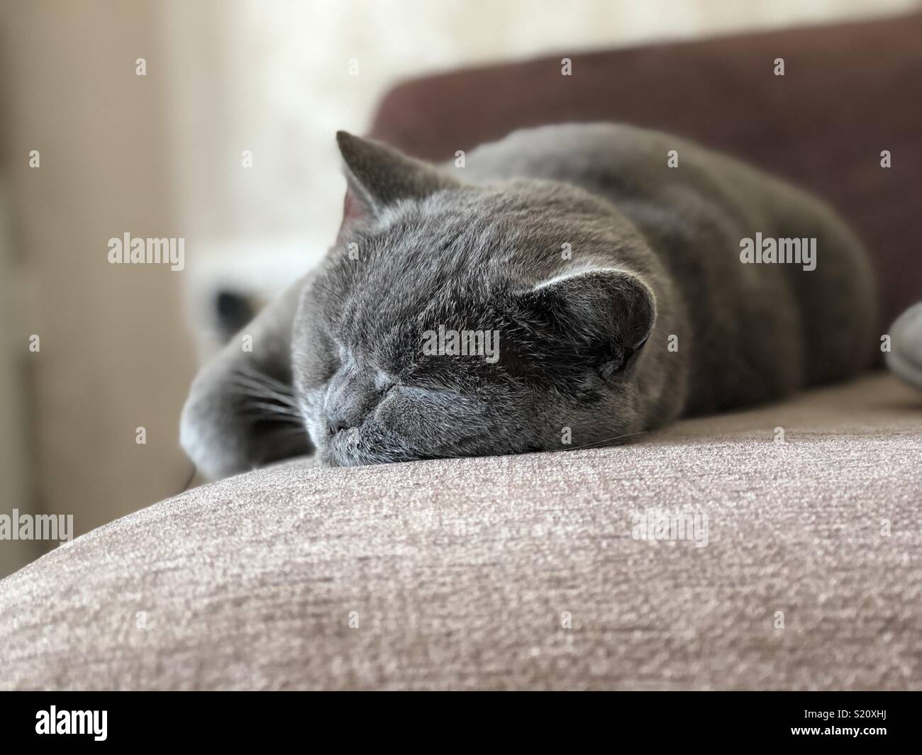 Snoozing Cat High Resolution Stock Photography and Images - Alamy