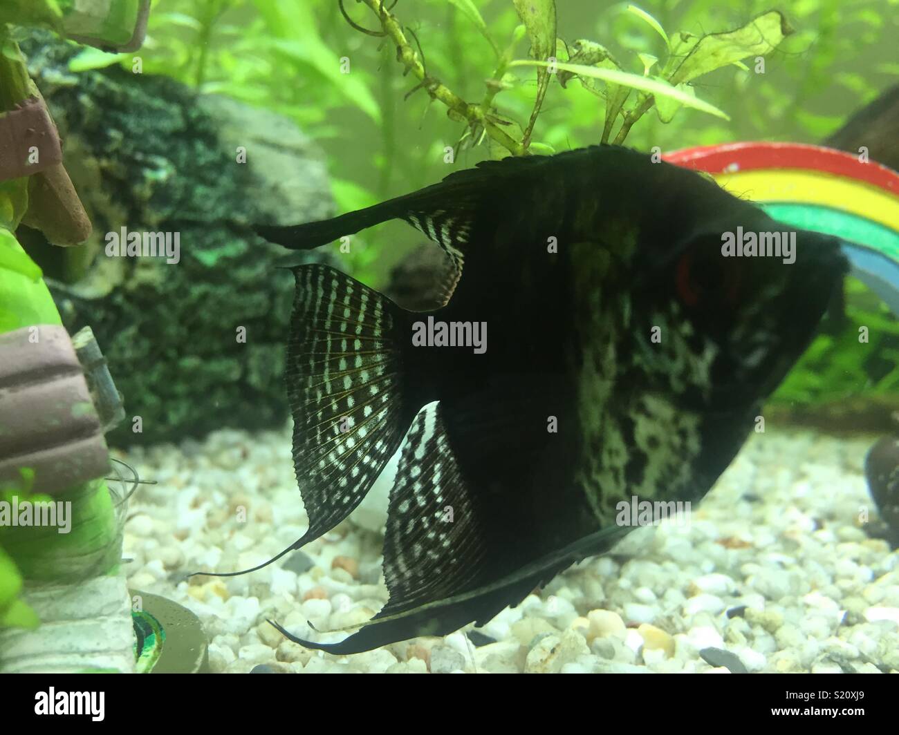 Angel fish aquarium hi-res stock photography and images - Alamy