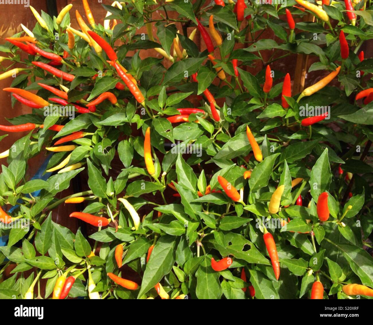 Basket of fire chilli hi-res stock photography and images - Alamy