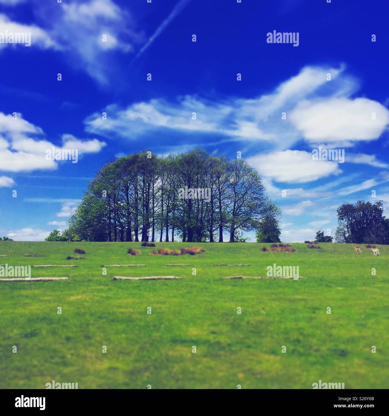 Copse trees hi-res stock photography and images - Alamy