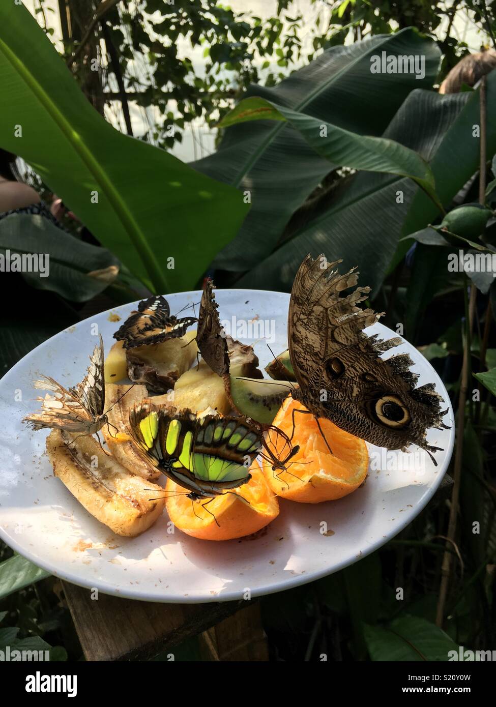 Butterfly collection hi-res stock photography and images - Alamy