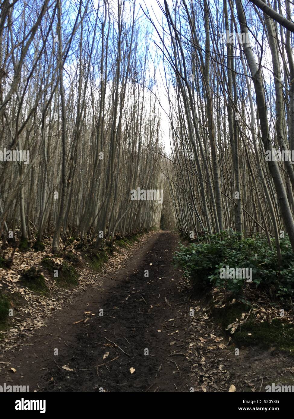 Tree Corridor High Resolution Stock Photography and Images - Alamy