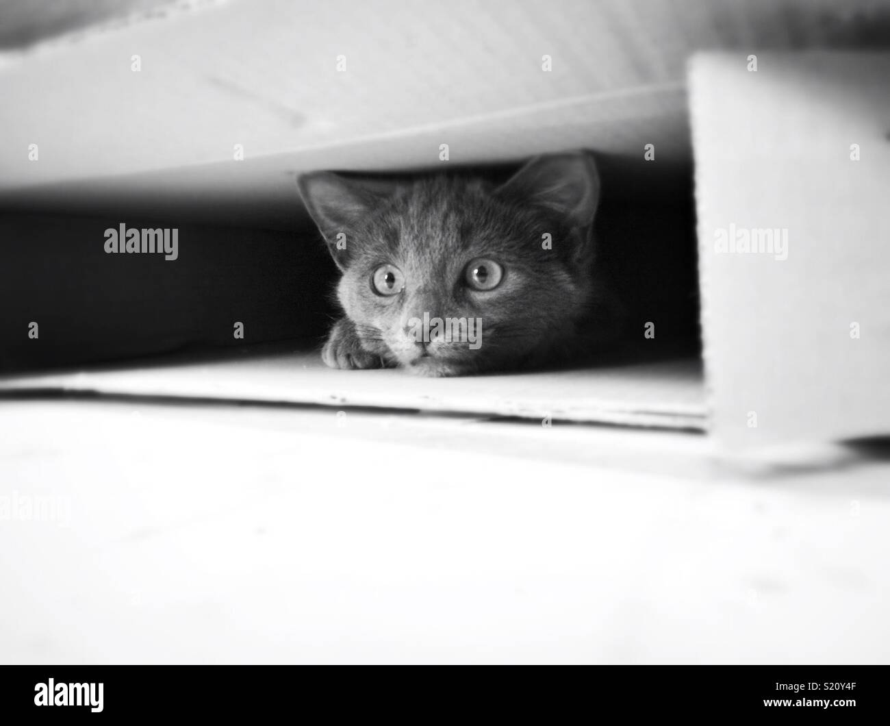 Hiding in a box hi-res stock photography and images - Alamy