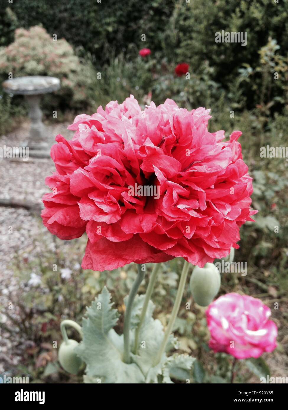 Poppy in English garden Stock Photo - Alamy