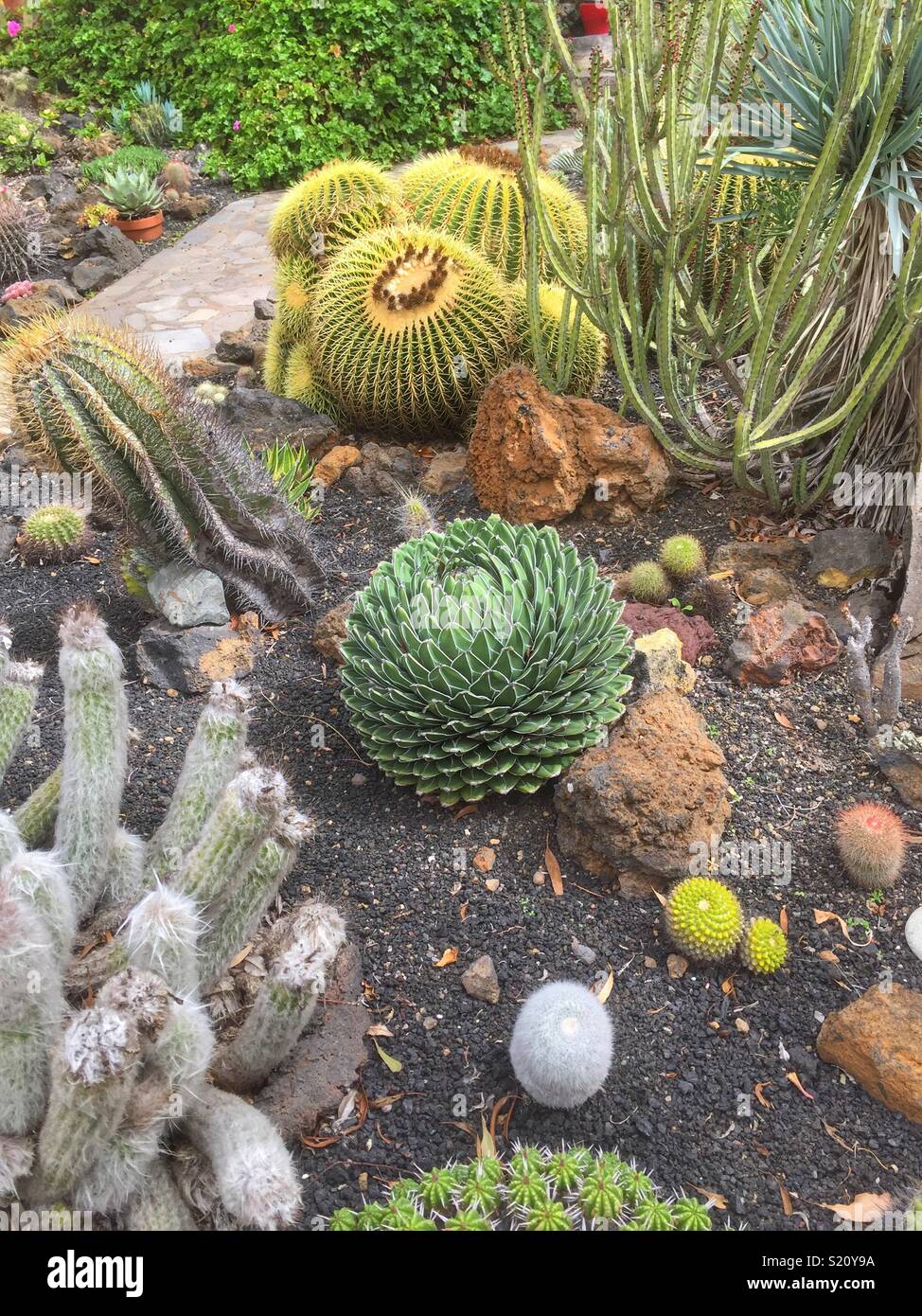 Cactus, Palmex, La Palma, Canary Islands Stock Photo - Alamy