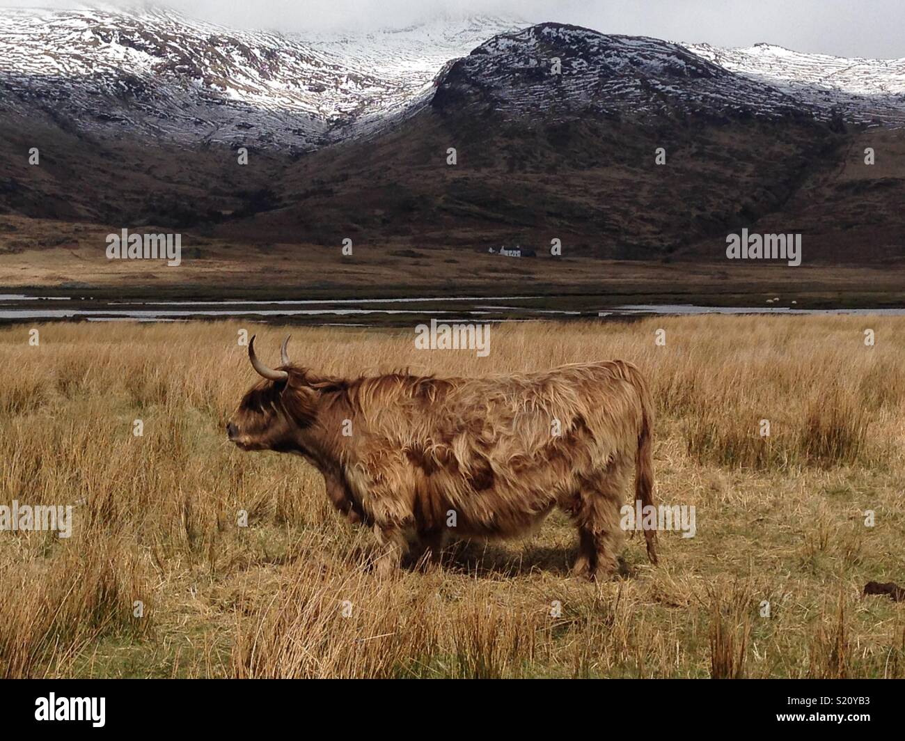Highland cow scotland hi-res stock photography and images - Alamy