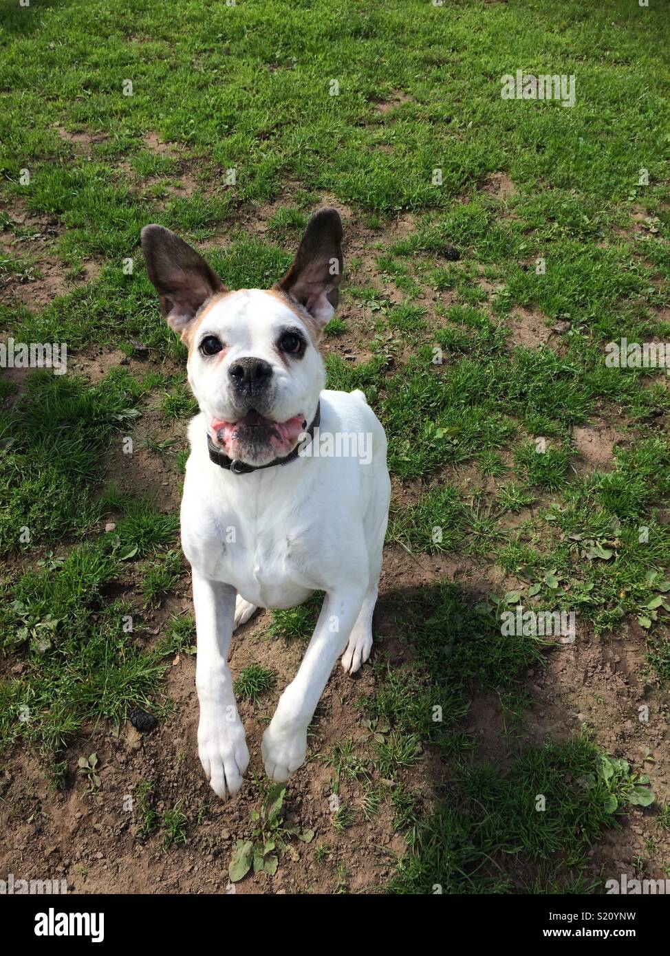 Boxer Dog Jumping Stock Photos & Boxer Dog Jumping Stock Images - Alamy