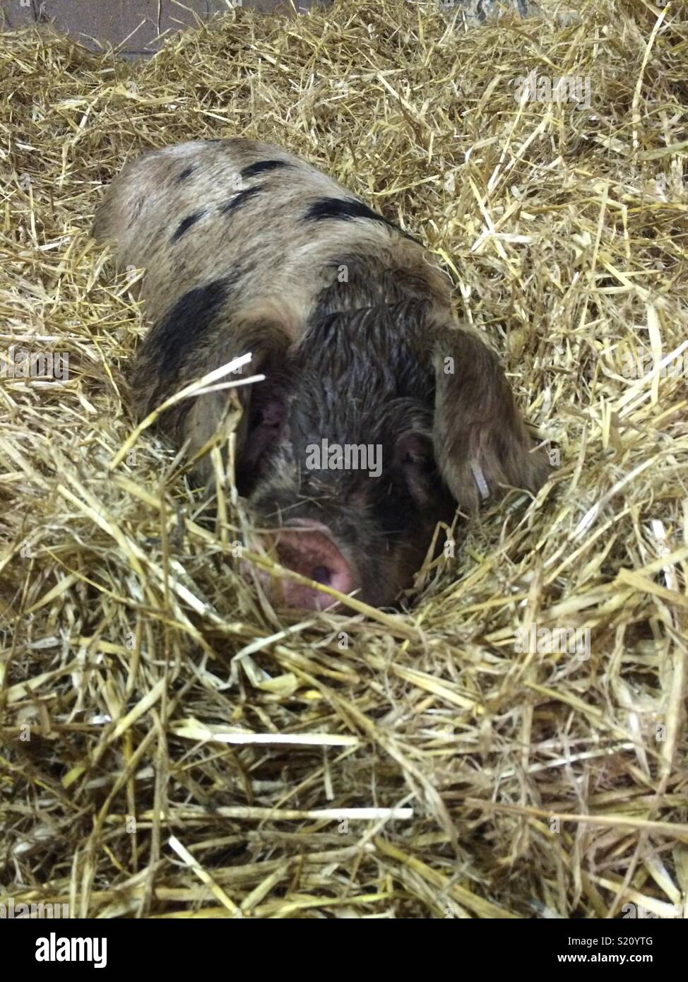 Sleepy pig hi-res stock photography and images - Alamy