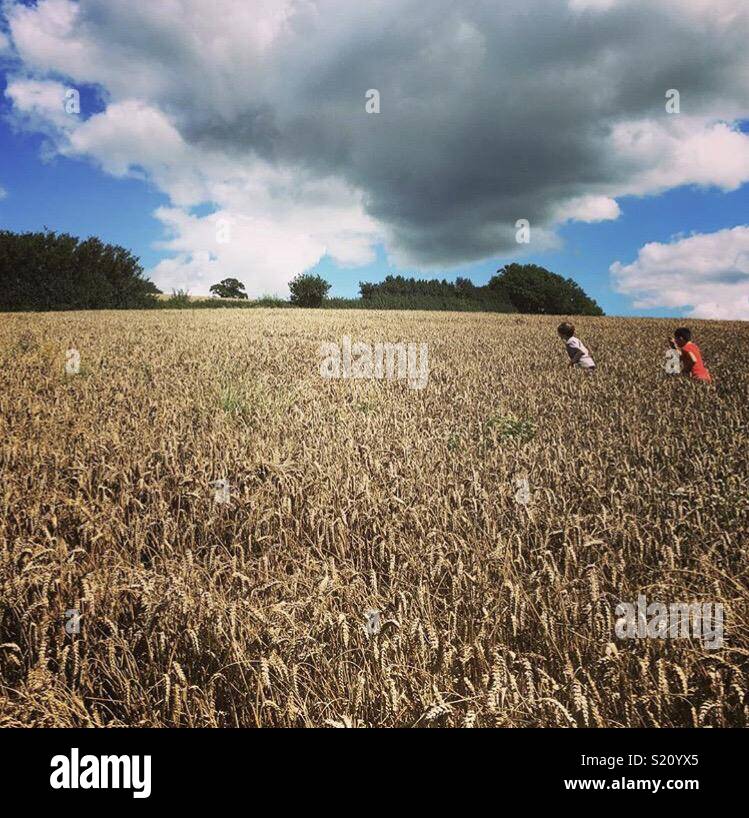Children in corn field hi-res stock photography and images - Alamy