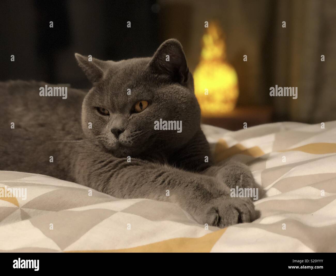 Cat on bed Stock Photo - Alamy