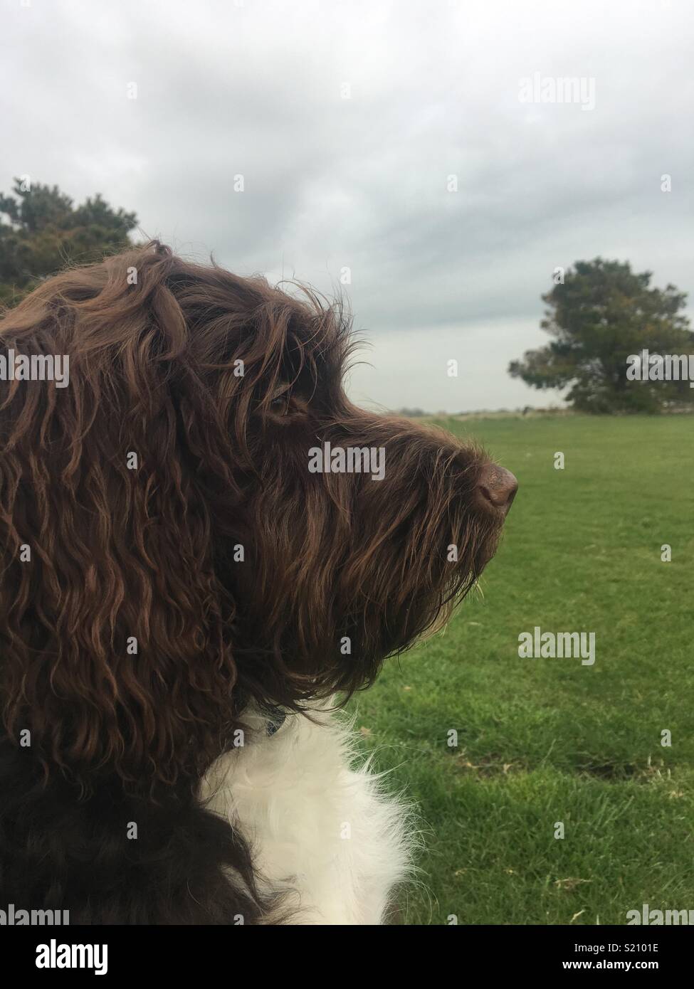 Springerdoodle hi-res stock photography and images - Alamy