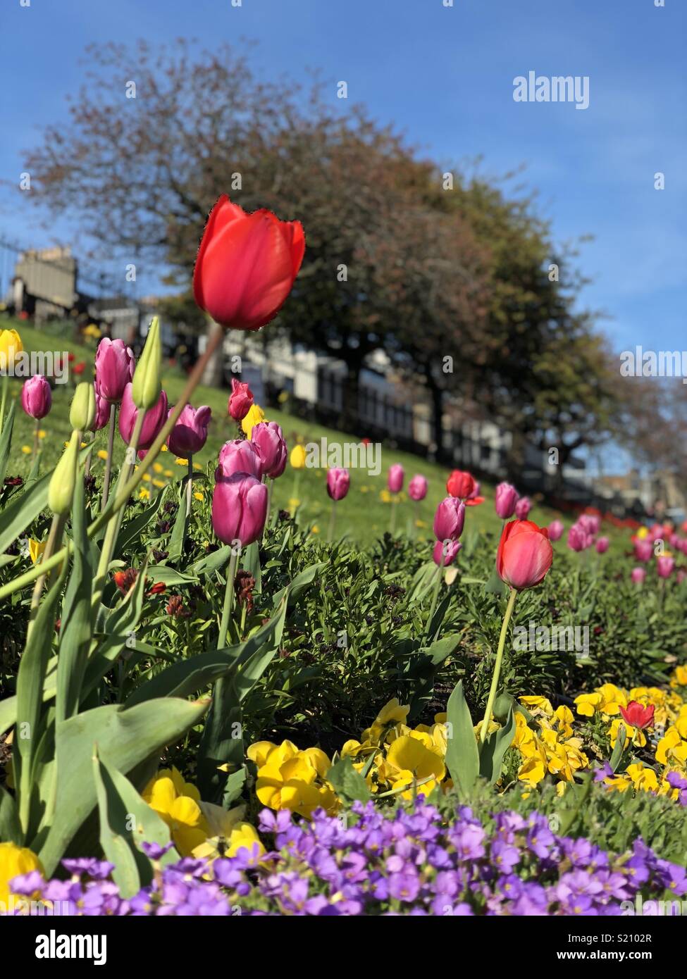 Spring flowers in the sun Stock Photo - Alamy