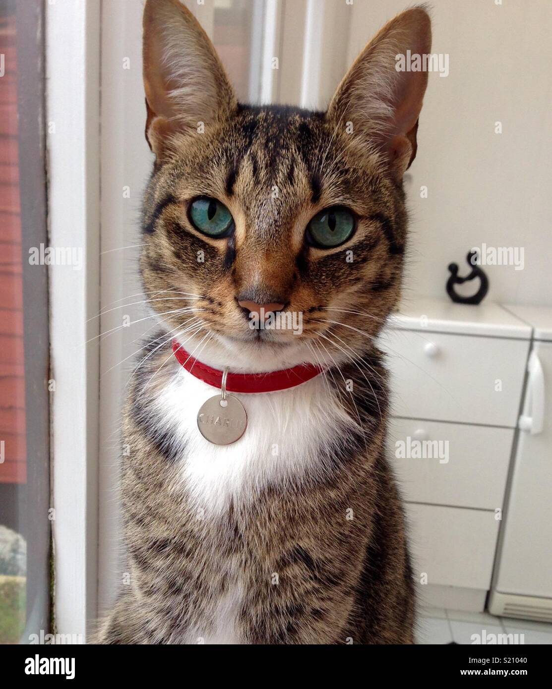 My cat Charlie Stock Photo - Alamy