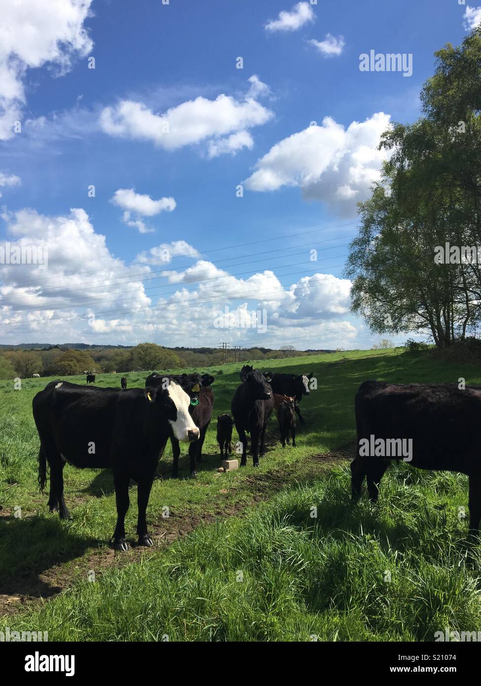 Spring in england hi-res stock photography and images - Alamy