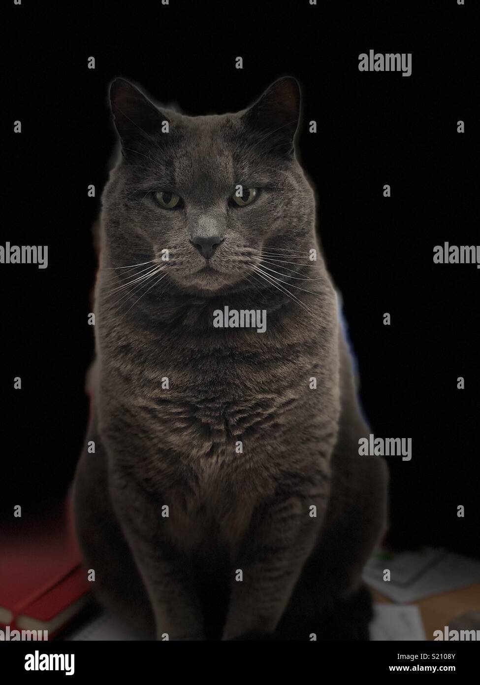 Impressive cat hi-res stock photography and images - Alamy