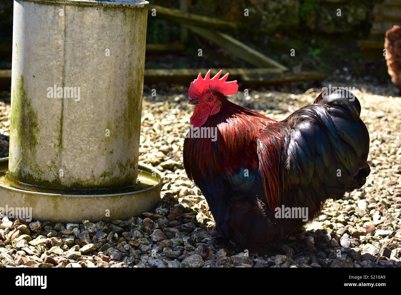 Animals rooster hi-res stock photography and images - Alamy