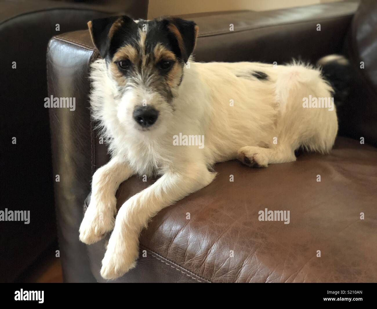 White dog sat on sofa Stock Photo - Alamy
