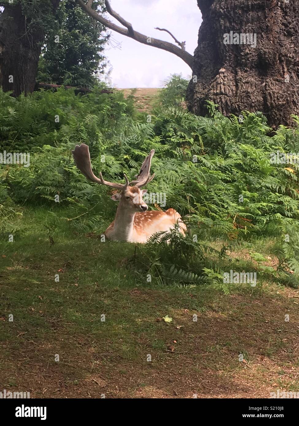 Sitting Deer/stag in summer park Stock Photo - Alamy