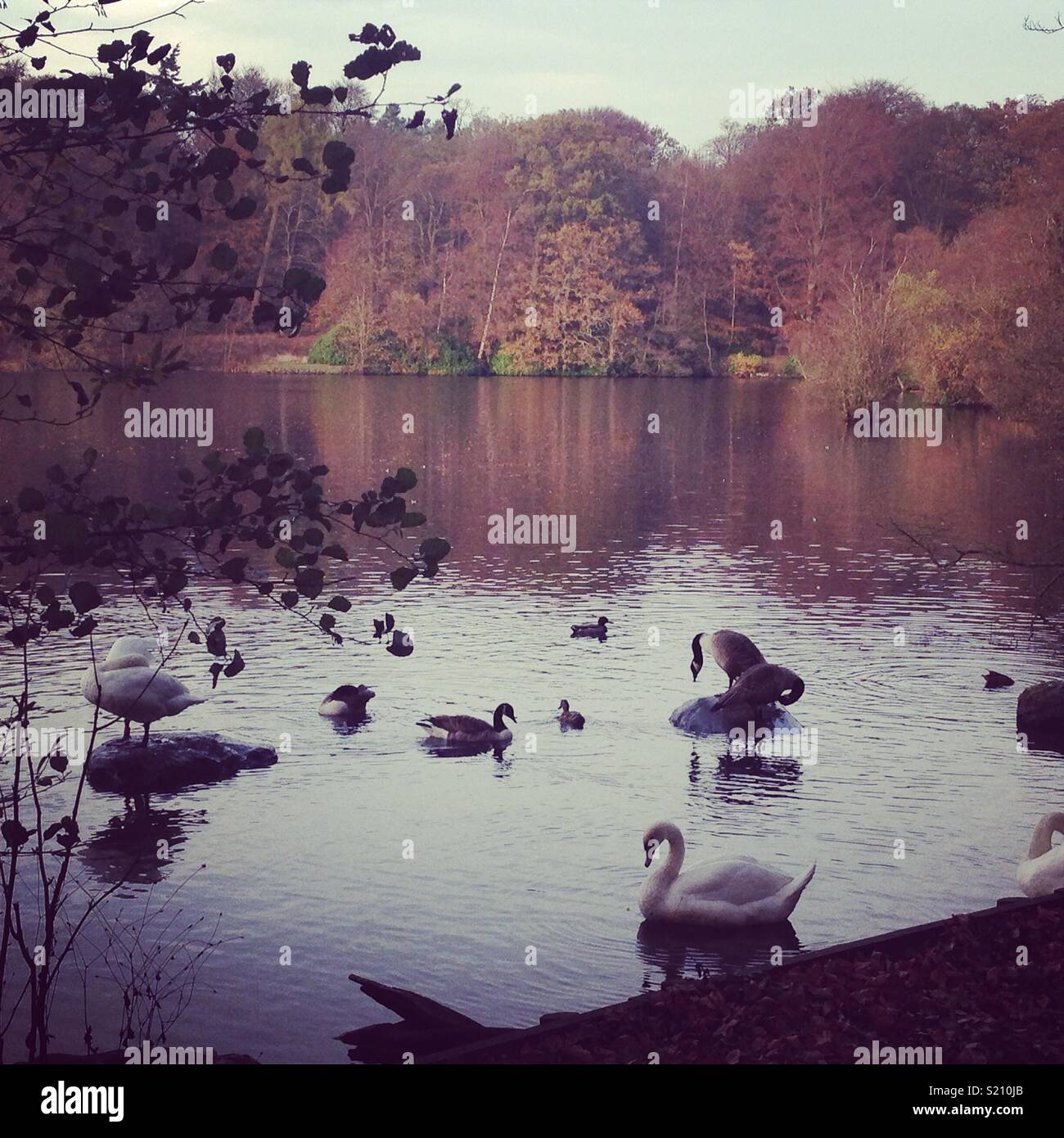 Bolam Lake High Resolution Stock Photography and Images - Alamy