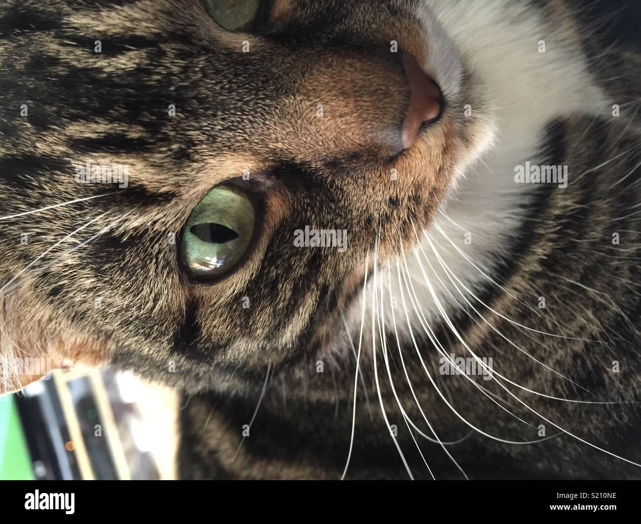 Cat is watching you Stock Photo - Alamy