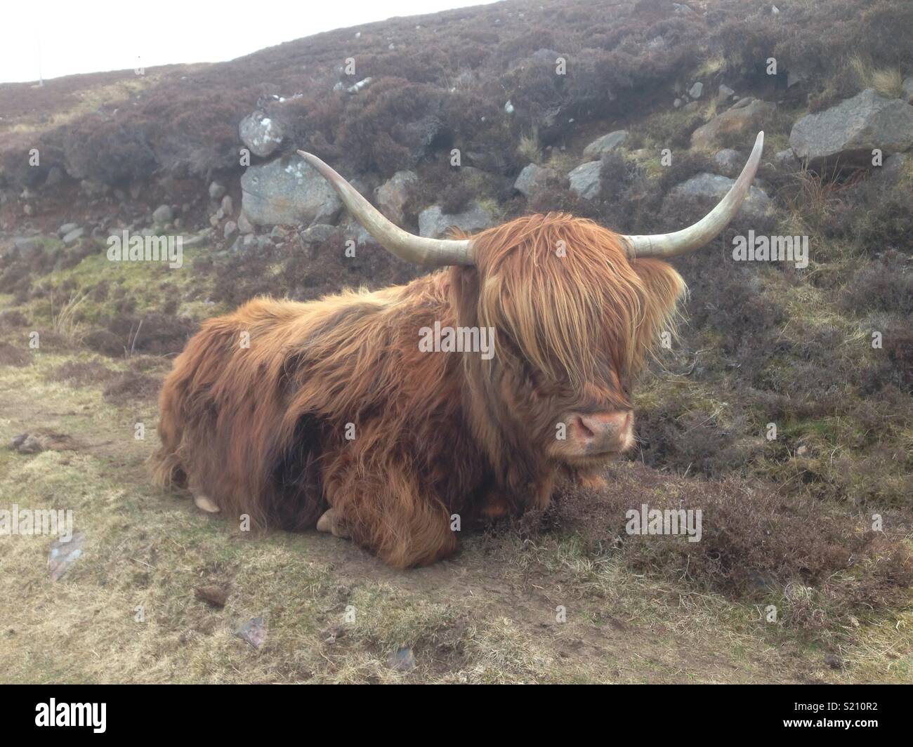 Highland Coo Stock Photos & Highland Coo Stock Images - Alamy
