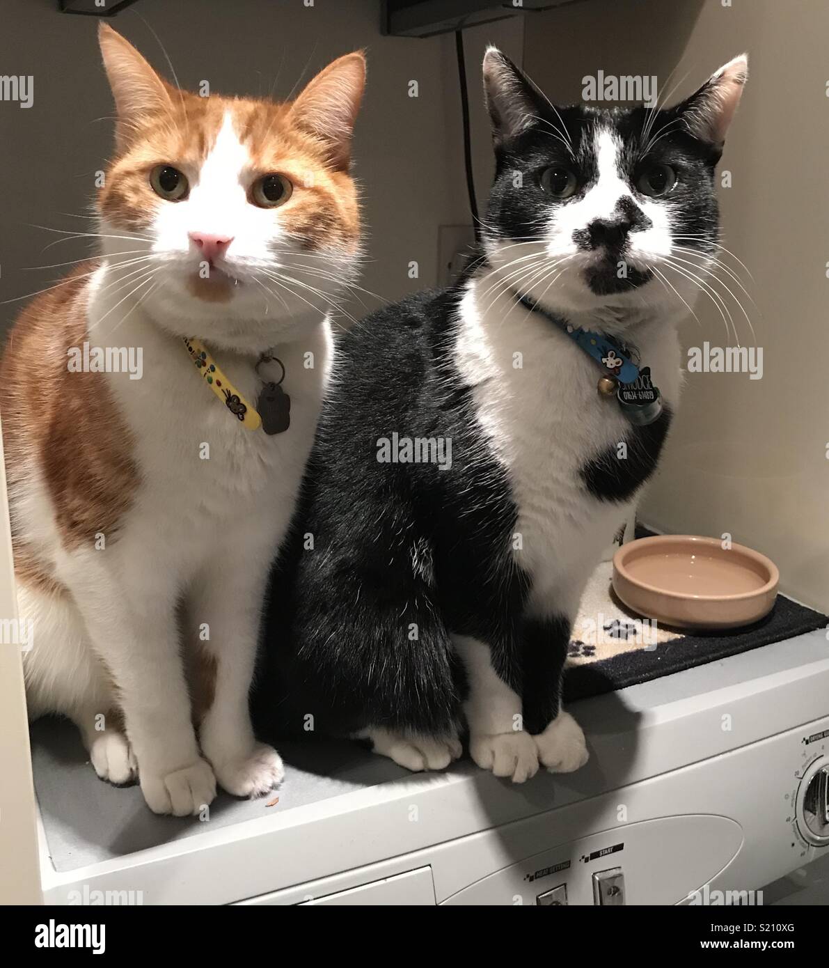 Two cats waiting for breakfast Stock Photo - Alamy