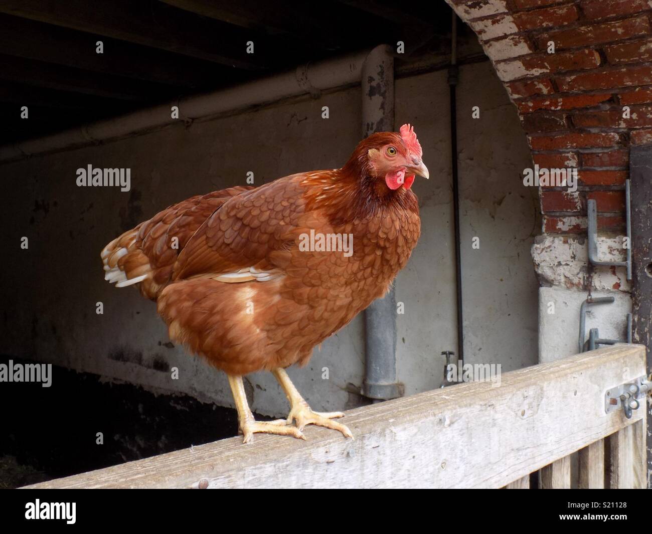 Red hen feathers hi-res stock photography and images - Alamy