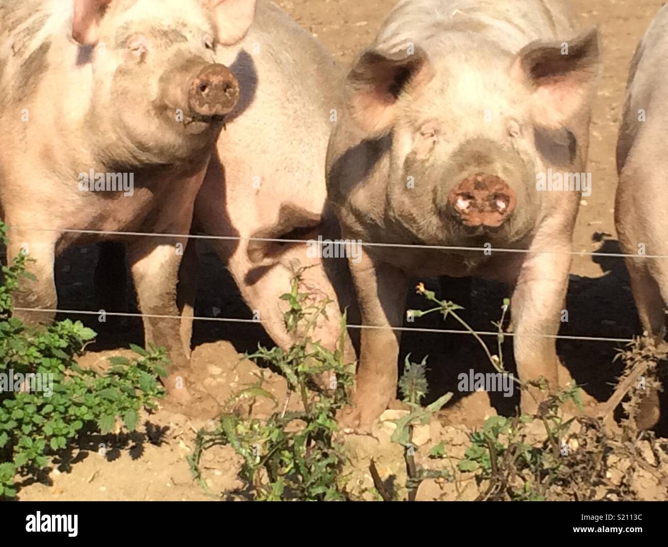 Pigs in Suffolk Stock Photo - Alamy