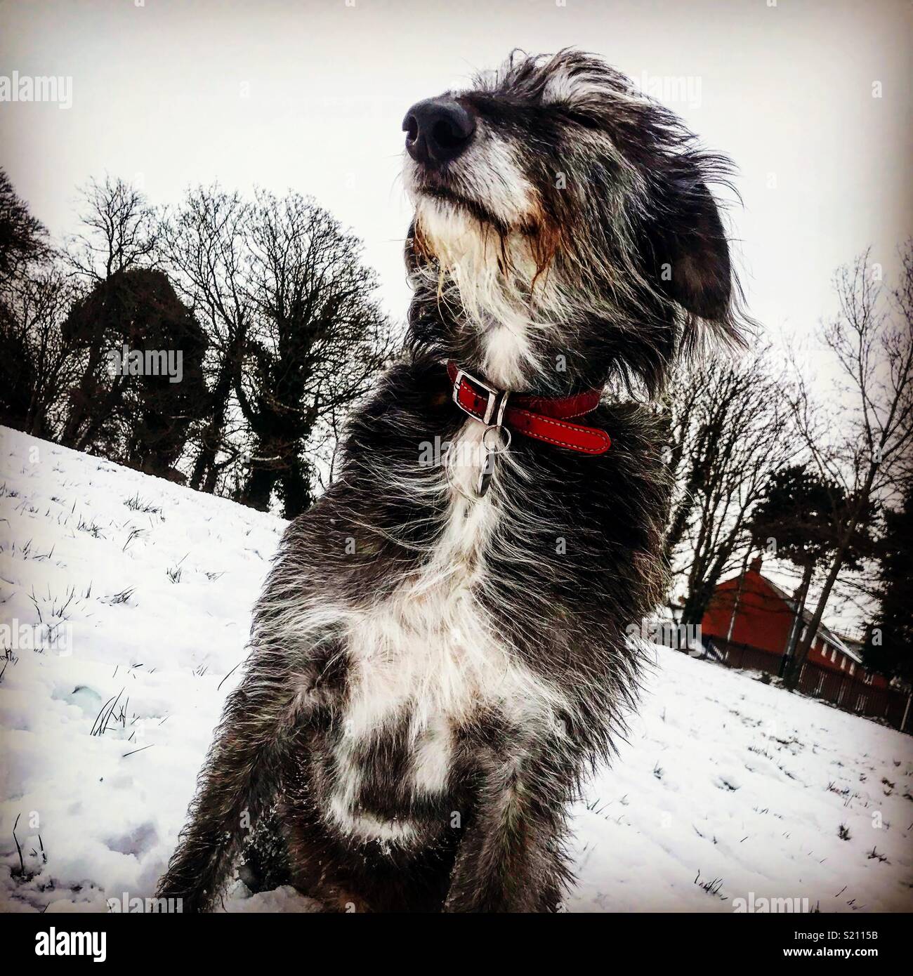 Scruffy dog hi-res stock photography and images - Alamy