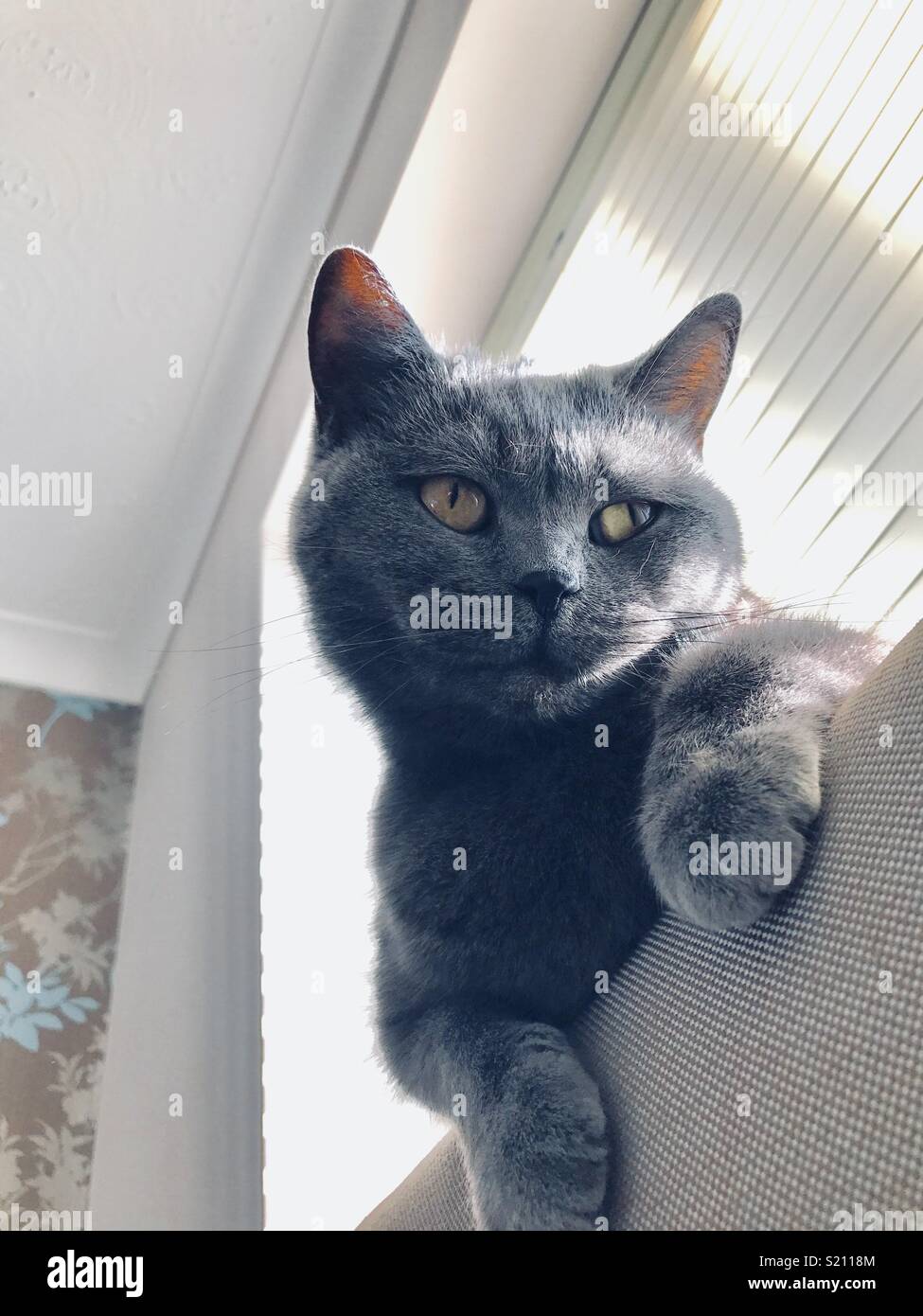 Shayla hi-res stock photography and images - Alamy