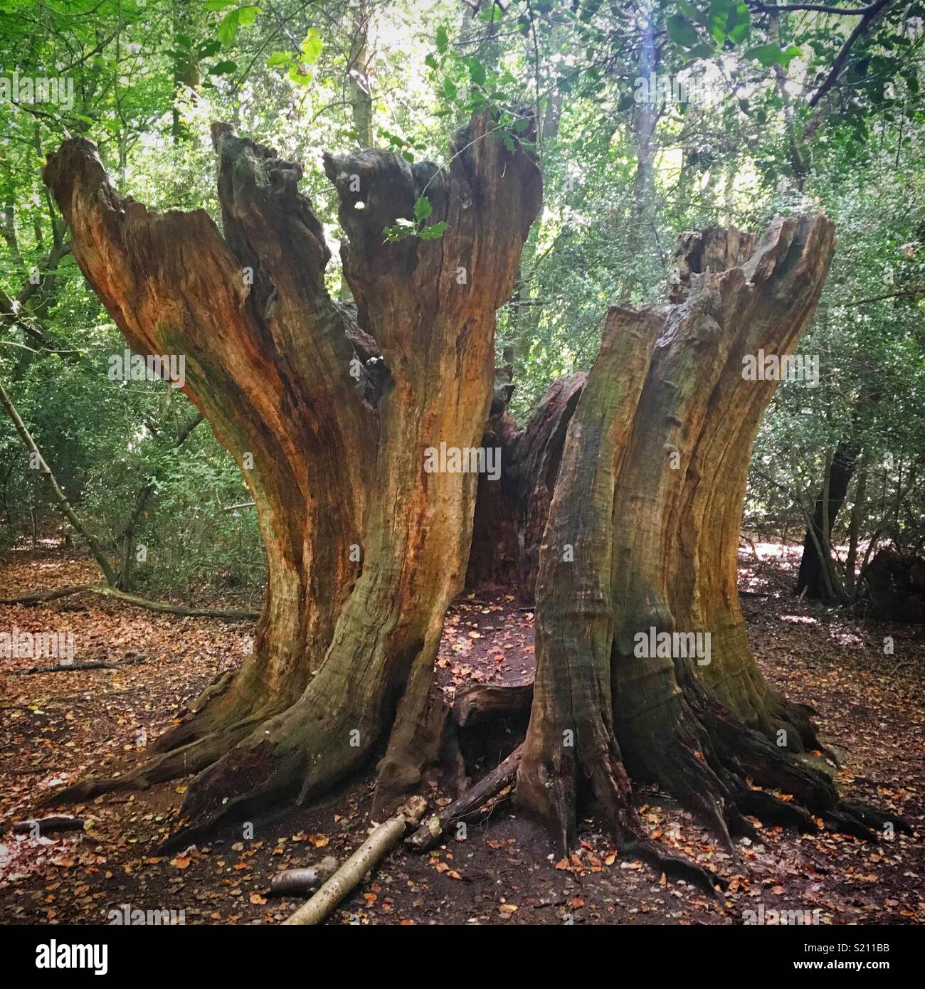 Tree stump in Burnham Beeches Stock Photo - Alamy