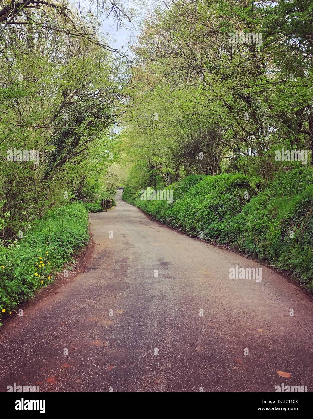 Winding Devon country lane lined with trees. Ide, Exeter Stock Photo ...