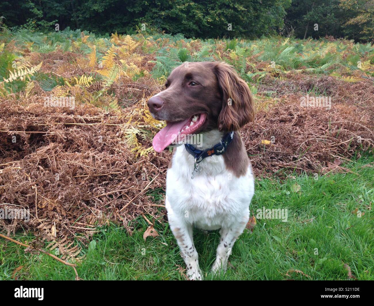 Springer in the woods Stock Photo - Alamy