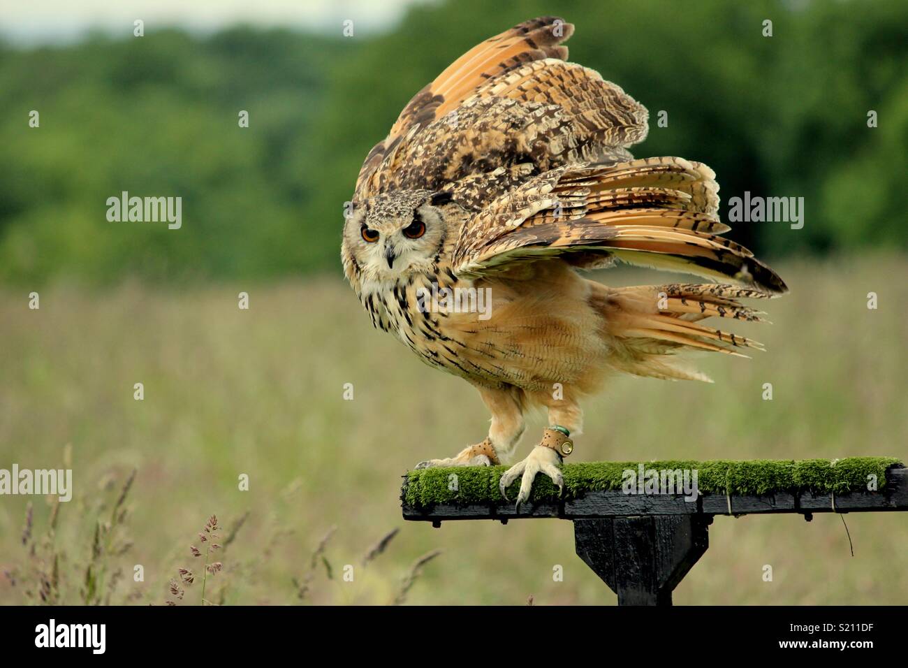 Ruffled feathers hi-res stock photography and images - Alamy