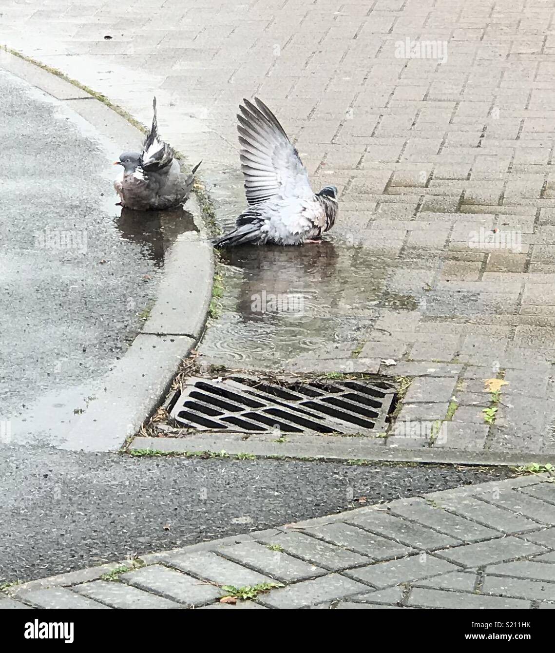 Pigeons bathing in a puddle Stock Photo - Alamy
