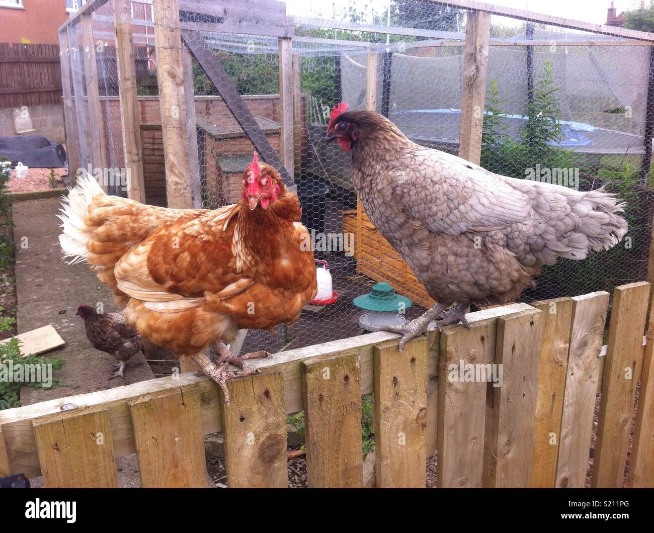 Two chicken hens hi-res stock photography and images - Alamy