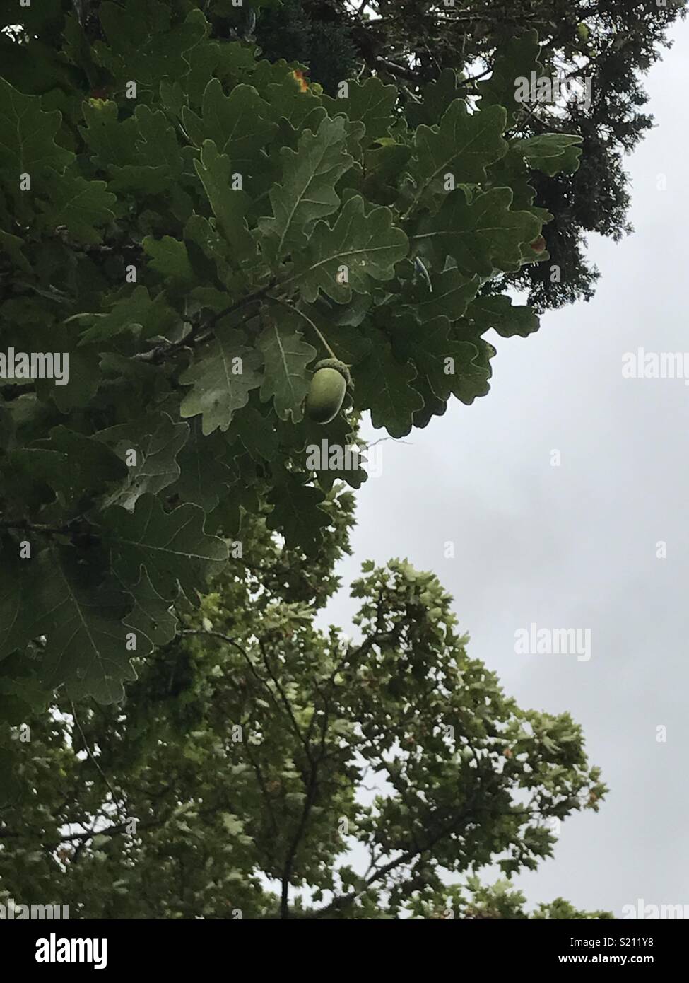 Acorn tree hi-res stock photography and images - Alamy