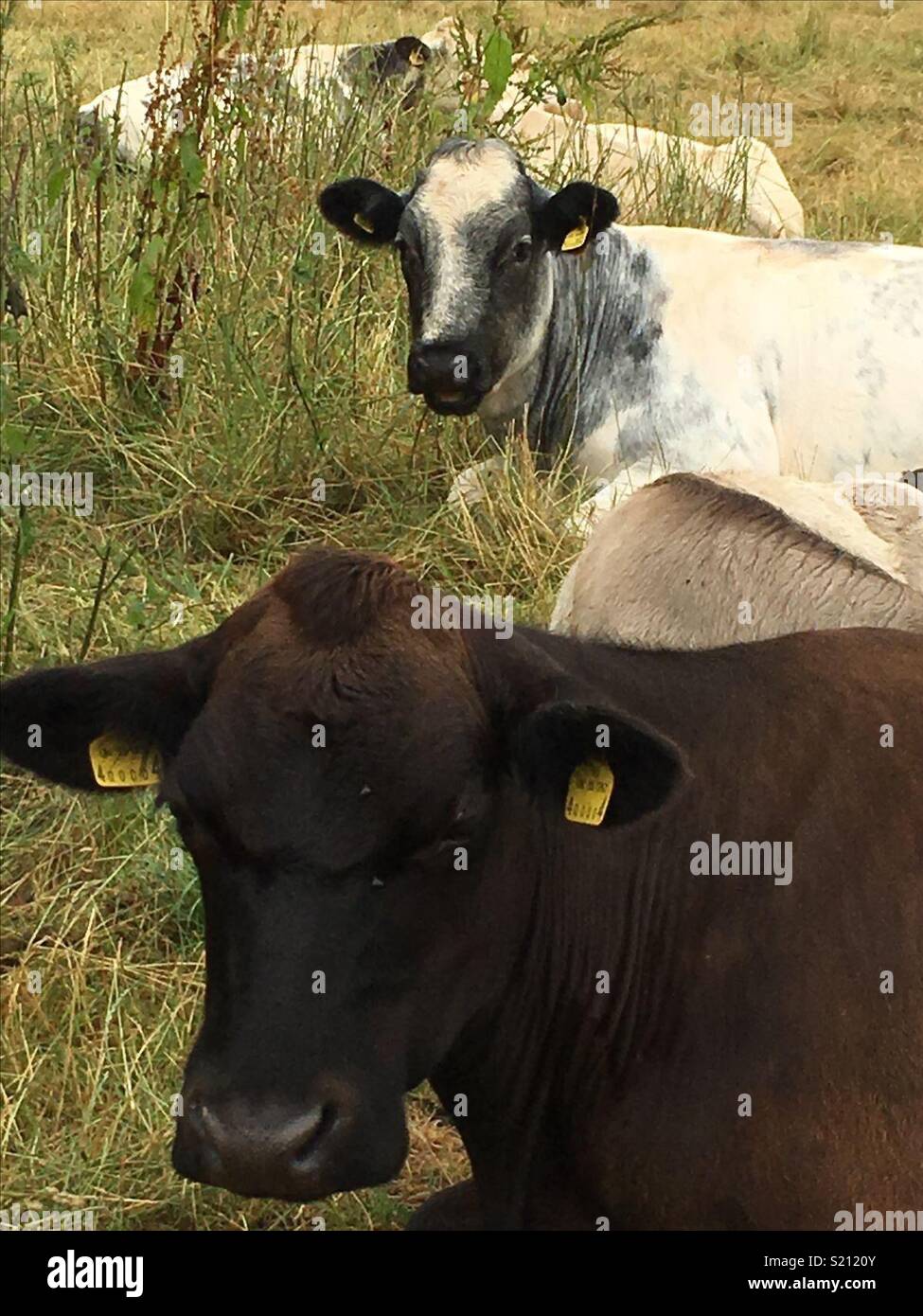 Sitting cows hi-res stock photography and images - Alamy