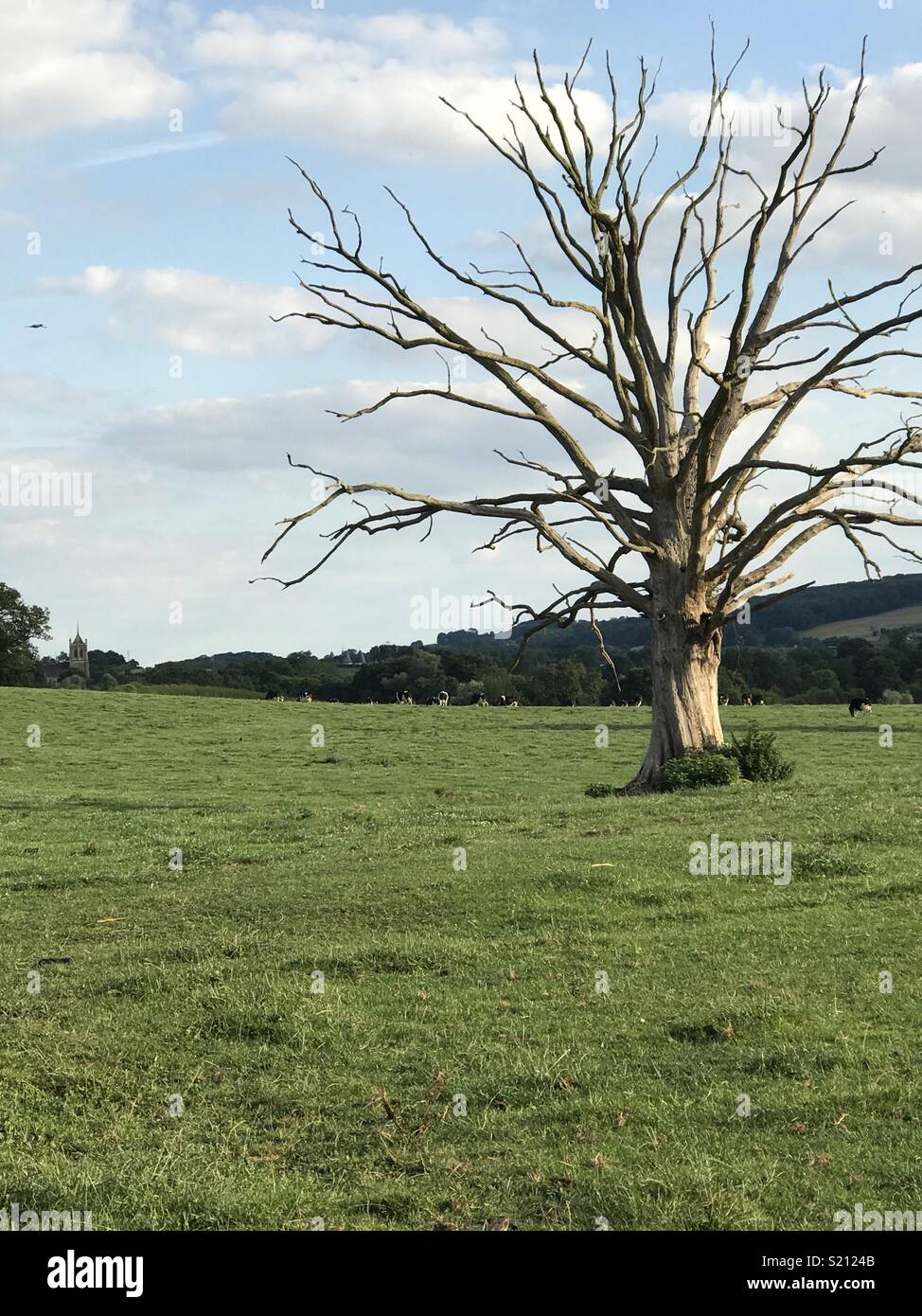 Rural picture dead tree in countryside Stock Photo - Alamy
