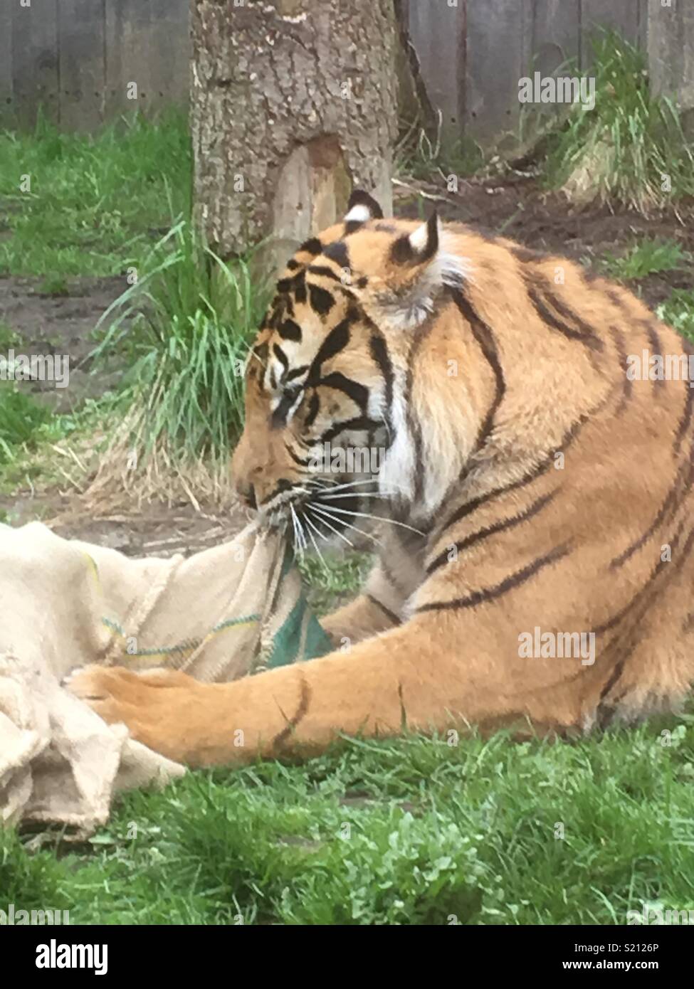 Tiger wild animal hi-res stock photography and images - Alamy