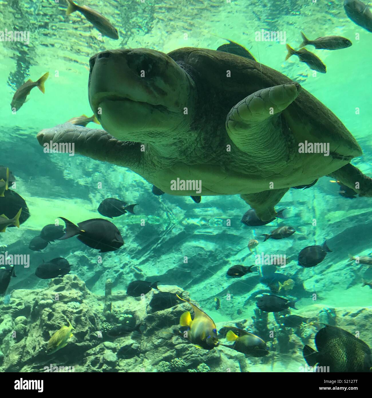 Turtle fish hi-res stock photography and images - Alamy