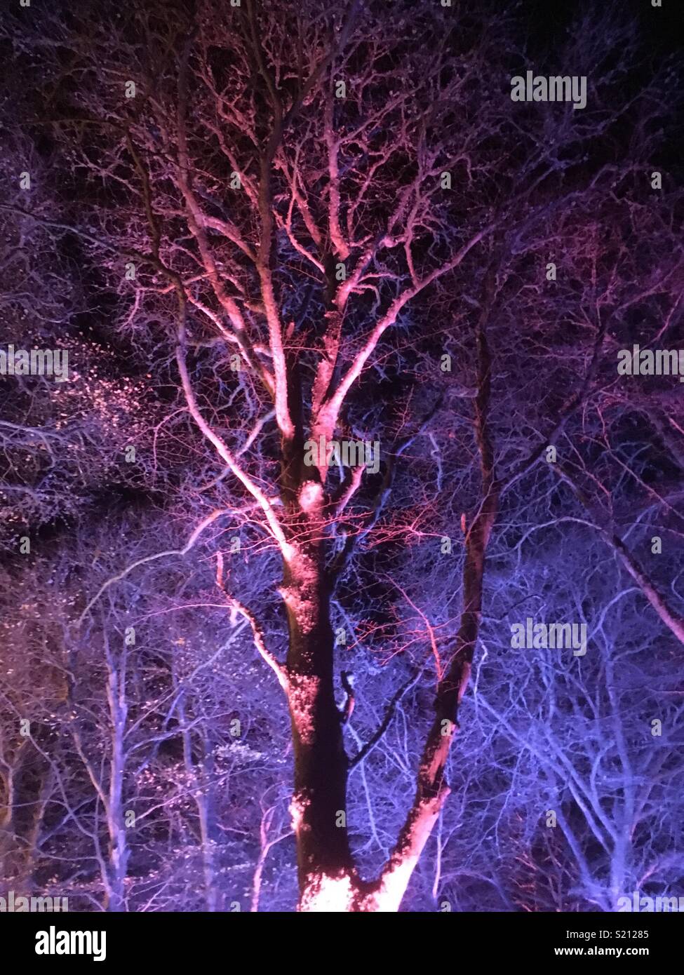 Lit tree hi-res stock photography and images - Alamy