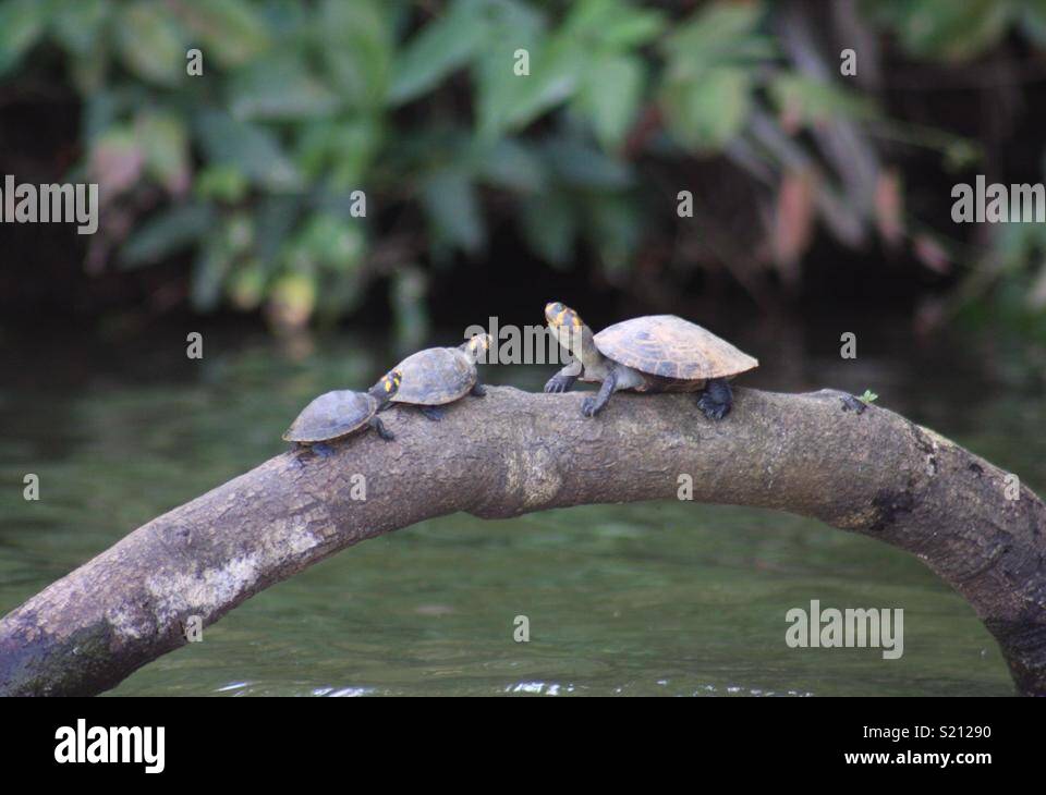 Amazon rainforest turtles hi-res stock photography and images - Alamy