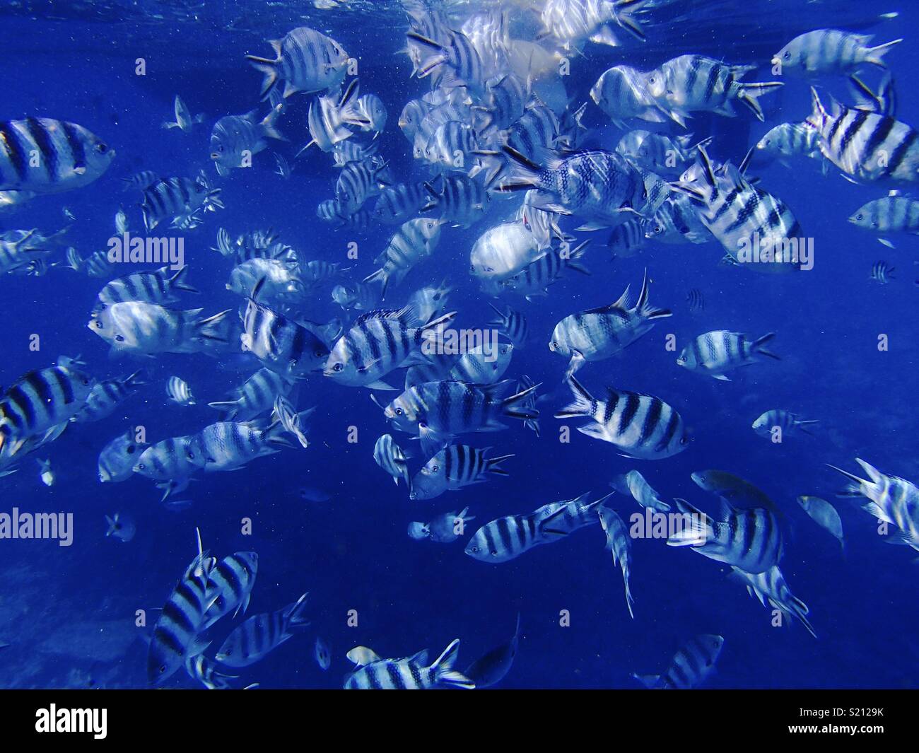 Mauritius Fish Stock Photos & Mauritius Fish Stock Images - Alamy
